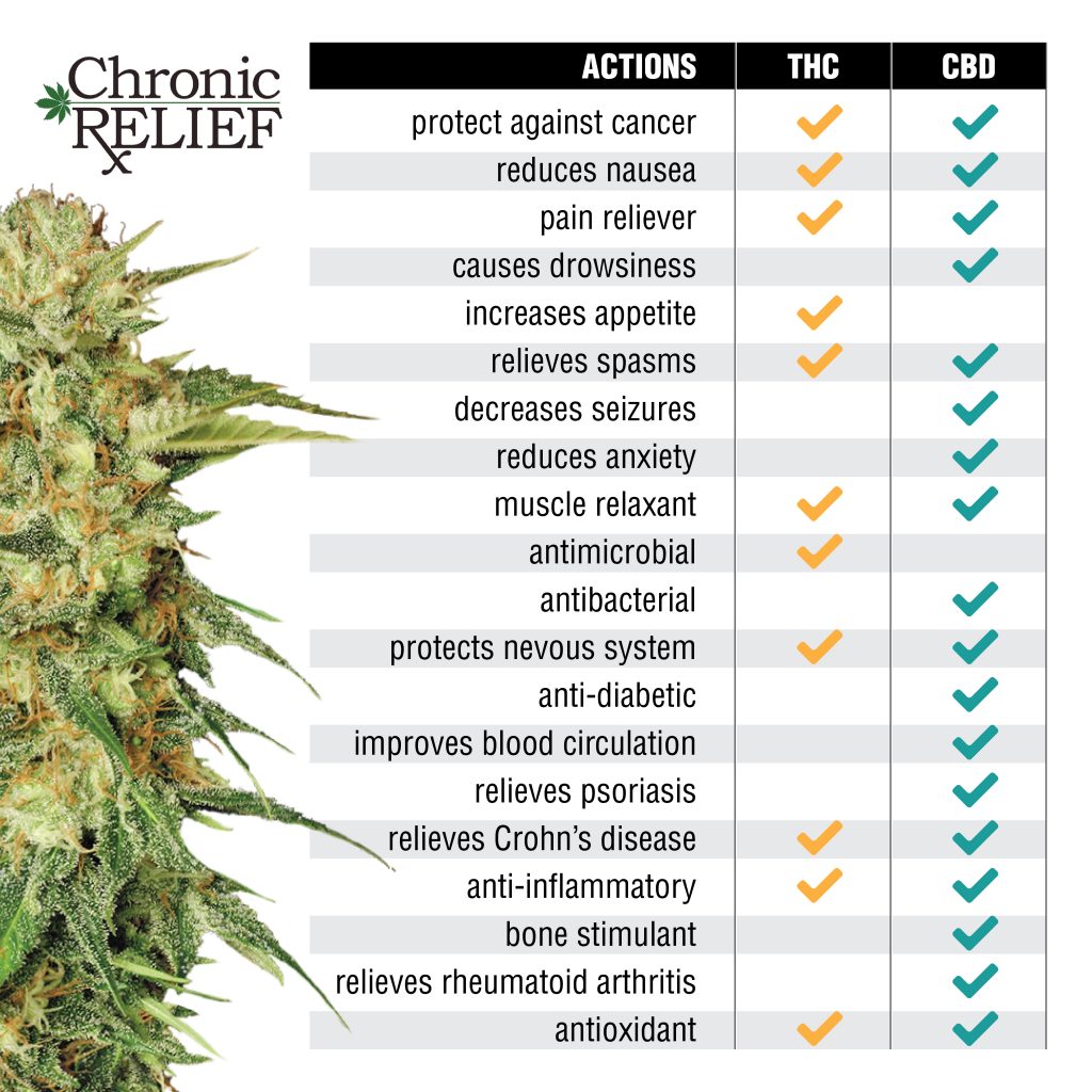 THC Vs CBD The Difference Explained With Graphics THC Vs CBD The Difference Explained With Graphics